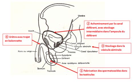 Appareil G Nital Masculin Cartes Quizlet