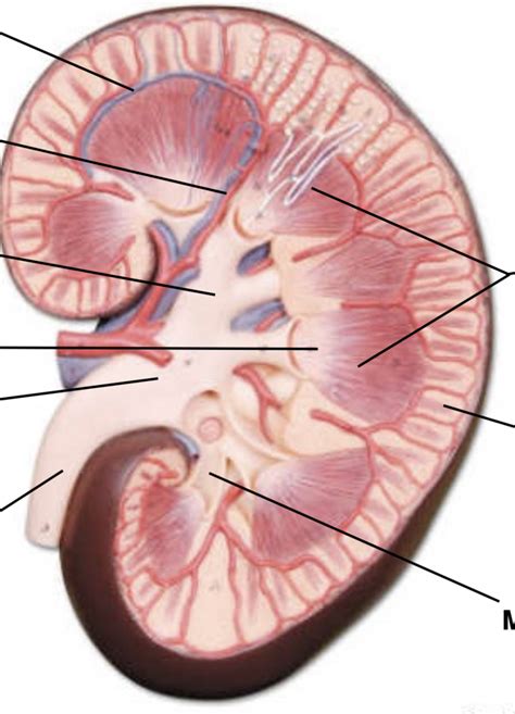 Fetal Pig Digestive Diagram Quizlet