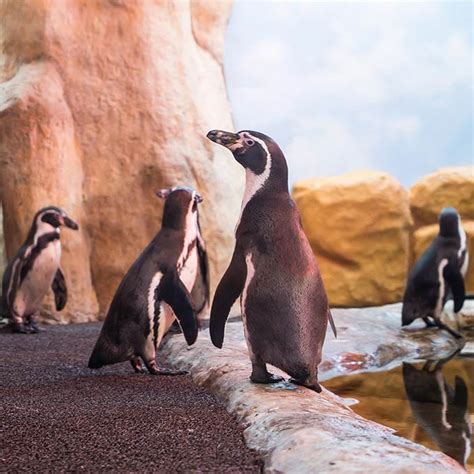 Acuario de Veracruz Escapadas por México Desconocido