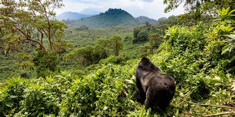 Volcanoes National Park Rwanda Musanze Book Tickets Tours