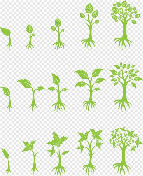 Arbol Creciendo Vida Png PNGWing