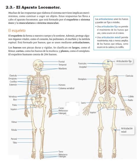 Aparato Locomotor Funciones Partes Y Caractersticas