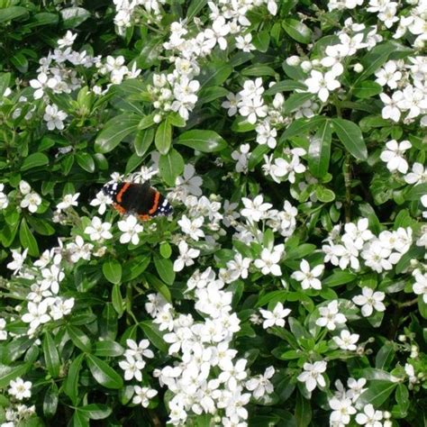 Arbuste Persistant Pour Haie M Fleur De Passion