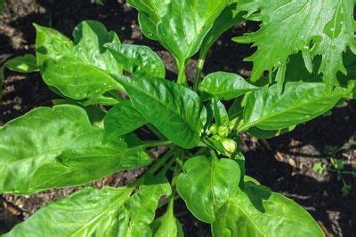 Bell Pepper Plant Growth Stages Life Cycle