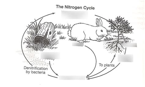 Biology And Life Science Unit Nitrogen Cycle Diagram Diagram Quizlet