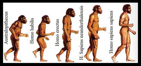 Cual Es La Evoluci N Del Hombre Como Fue Brainly Lat