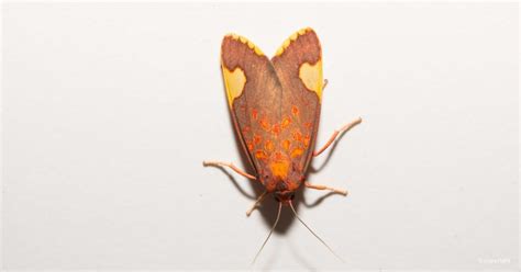 Mariposa Biofaces Bring Nature Closer