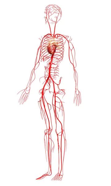497 Anatomie Und Arterien Stock Illustrationen Depositphotos