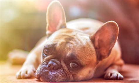 Cómo identificar que su perro está enfermo vea los síntomas