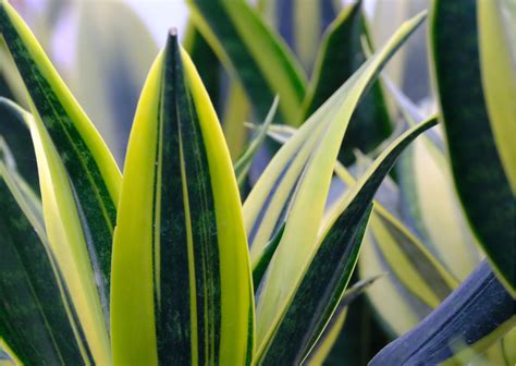 Cuidados características y consejos para tu Sansevieria Plantasy Mood
