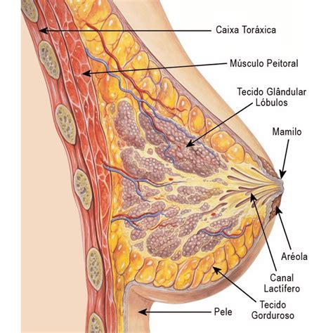 Sistema Tegumentar Anatomia Papel E Caneta