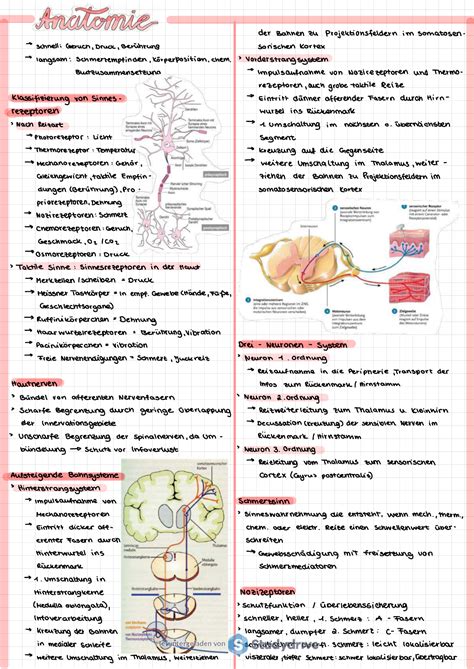 Anatomie und Physiologie Zusammenfassung ÄaÄÄääÄÄ Definition