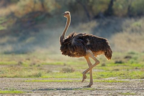 Hembra de avestruz struthio camelus en el hábitat natural del desierto