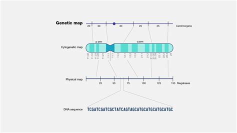 Map Of Chromosomes Dasi Marcella