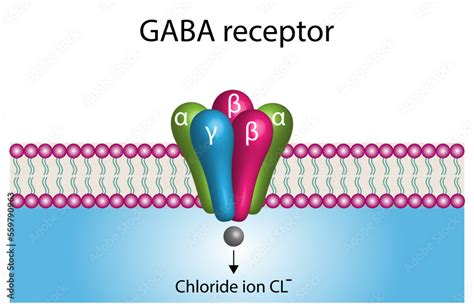 GABA Receptor Ultra Structure In Cell Membrane Neurotransmitter Gamma