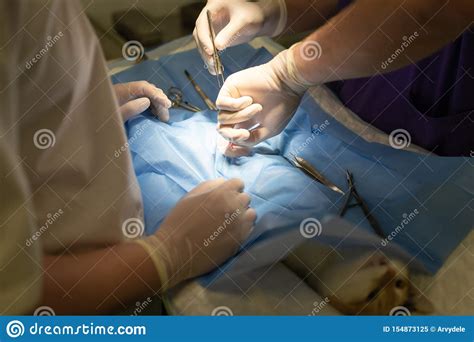 Vet Doing The Operation For Sterilization The Cat On The Operating