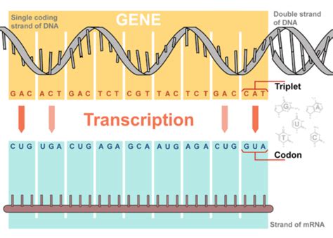 Steps Of Transcription Biology For Non Majors I