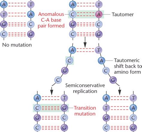 transition mutation2 15 03 transition mutation2