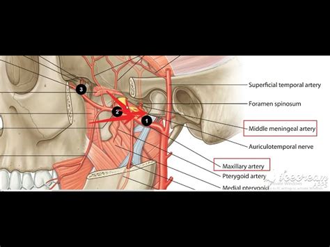 Middle Meningeal Artery Auriculotemporal Nerve