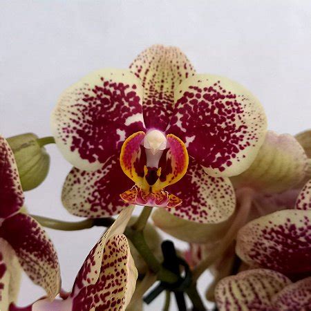 Orquídea Phalaenopsis Especial Pintada Orquidário 4 Estações