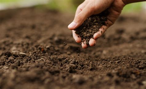 La ciencia de cultivar el suelo qué es la agricultura regenerativa