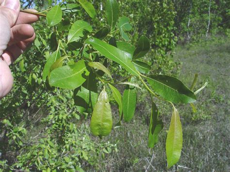Salix Discolor Pussy Willow Go Botany 12654 The Best Porn Website
