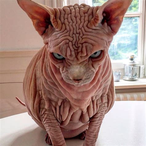 Xherdan As Es El Gato Viral M S Arrugado Del Mundo Foto
