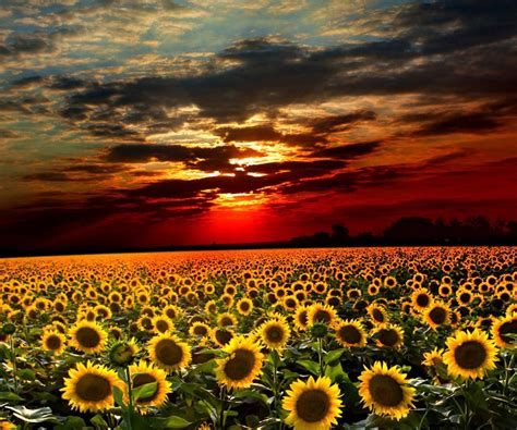 Https Flic Kr P Jgvinm Atardecer Girasoles Widescreen Wallpaper