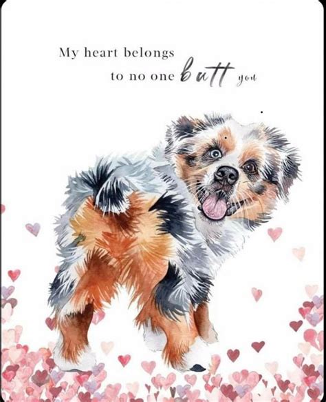 Pin By Karen Levin On Australian Shepherds In 2024