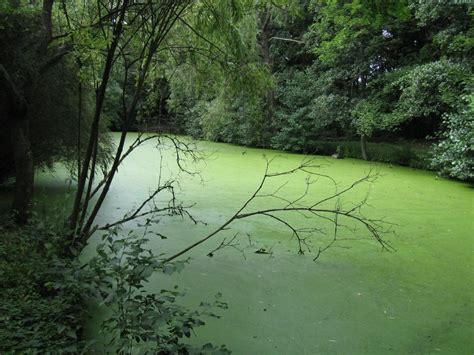 Green Water Constance Wiebrands Flickr