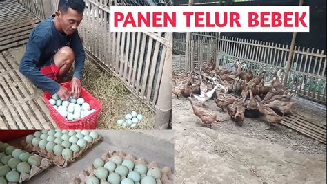 Panen Telur Bebek Kandang Kering Full Intensif Youtube