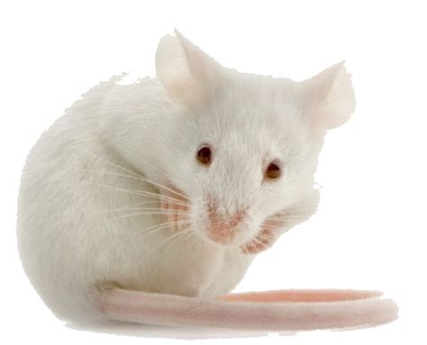 Transparent Mice