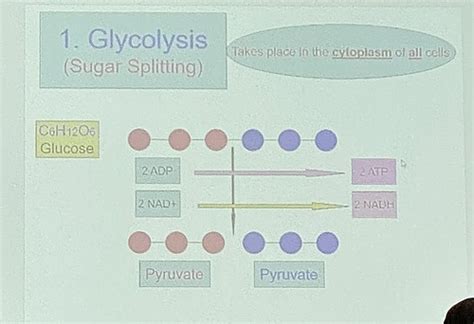 Cellular Respiration Flashcards Quizlet