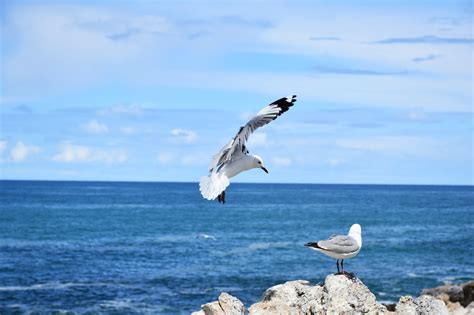 Mewy Morze Ptaki Darmowe zdjęcie na Pixabay Pixabay