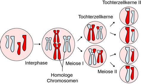 Zellteilung Mitose Und Meiose Ask A Biologist