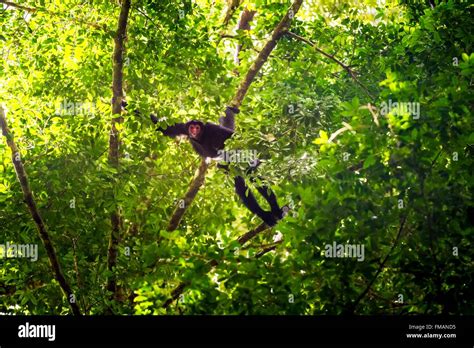 France Guyana Guyane Française Parc amazonien zone cœur Camopi