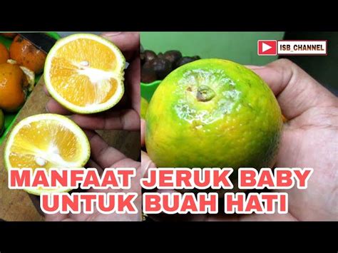 Temukan Manfaat Jeruk Baby Java Yang Belum Diketahui Biotifor