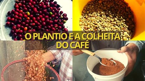 O plantio e colheita do café VÍDEO ESPECIAL YouTube