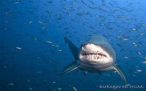 Los tiburones más letales Fotos Sociedad EL PAÍS
