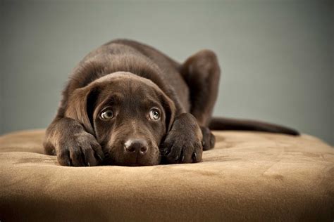 Vaccinations Health Checks Ashgrove Avenue Veterinary Clinic