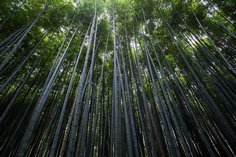 The Benefits Of Using Bamboo For Biodiversity Conservation Bamboo Grove