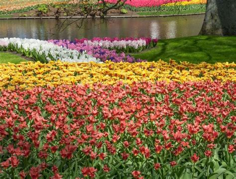 5 Plantas Que Florescem O Ano Todo Tenha O Mais Belo Jardim