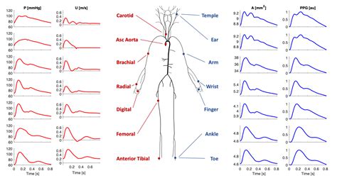 Simulated Pulse Wave Database By Peterhcharlton