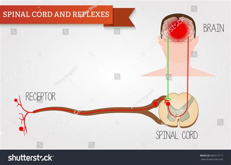 Infographics Spinal Cord Reflexes Central Nervous Stock Vector Royalty