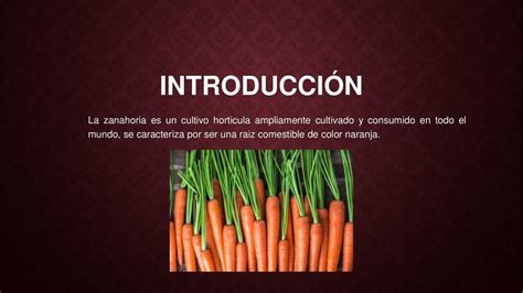 Cultivo De Zanahoria Como UDocz