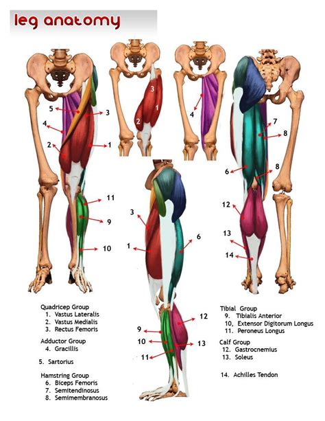 Lower Limb Bones Muscles Joints Nerves How To Relief Muscle