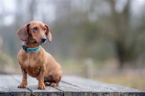 Conoce las razas de perros que viven más años