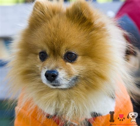 Fotos De Lul De Pomerania Razas De Perros