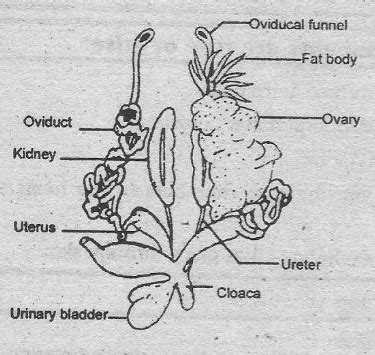 Urogenital System Of Frogs Labelled Diagrams Anatomy