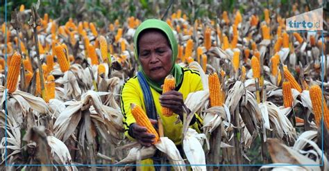Kementan Optimalkan Lahan Sawit Untuk Tanam Jagung